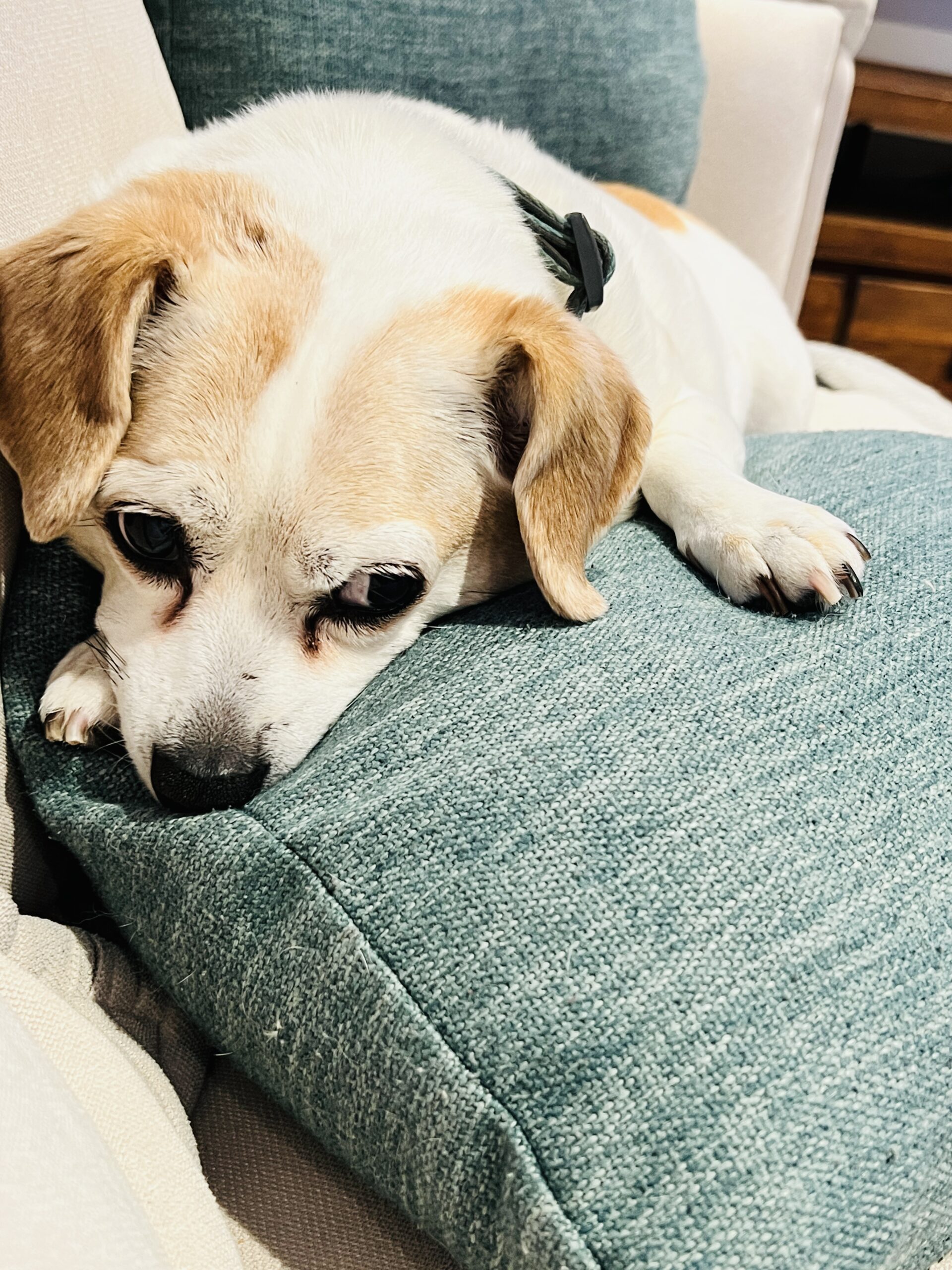 Aging Pets: Tips for Modifying Your Home